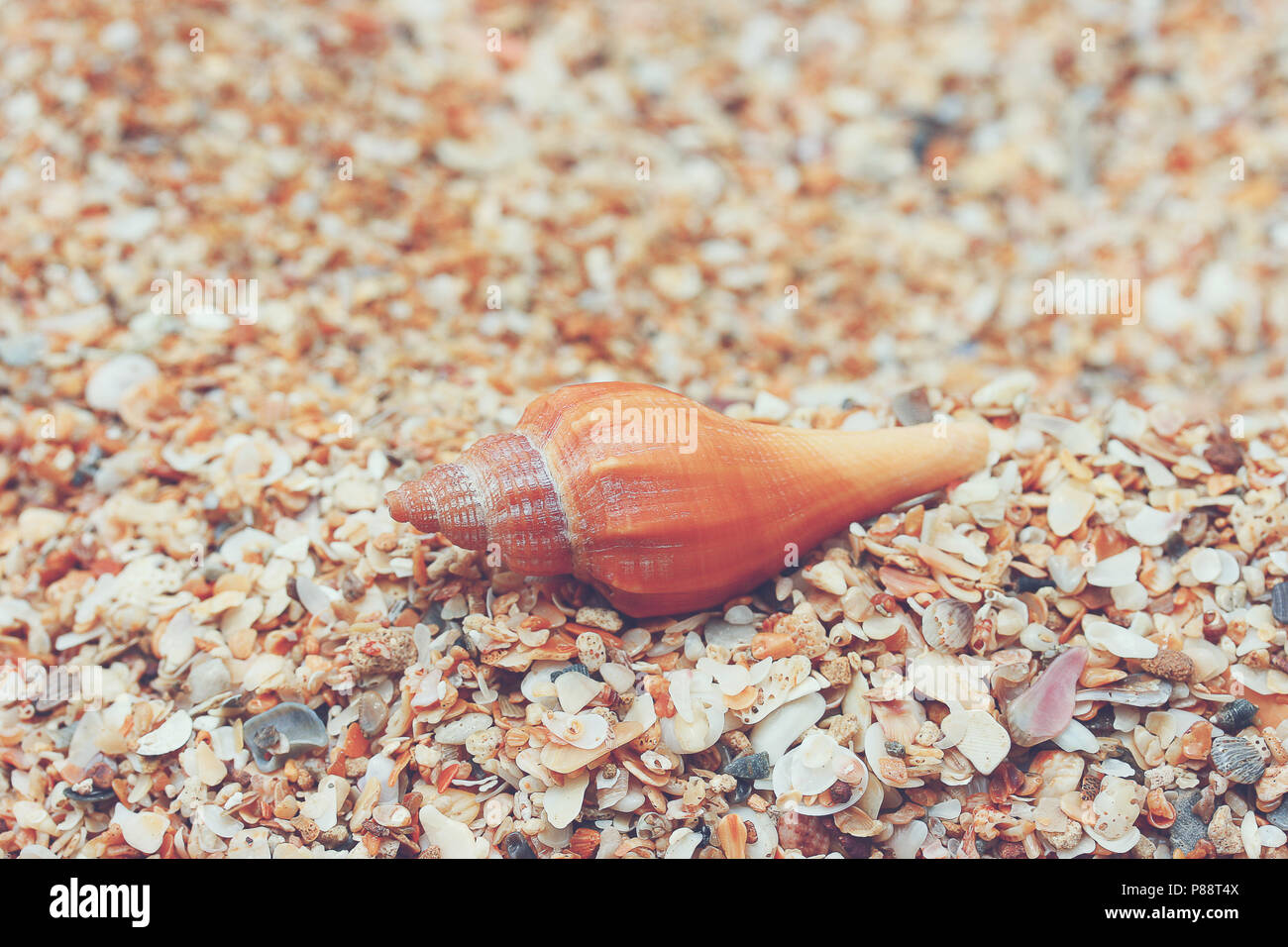 seashell at sand beach, seashell in tropical climate Stock Photo - Alamy