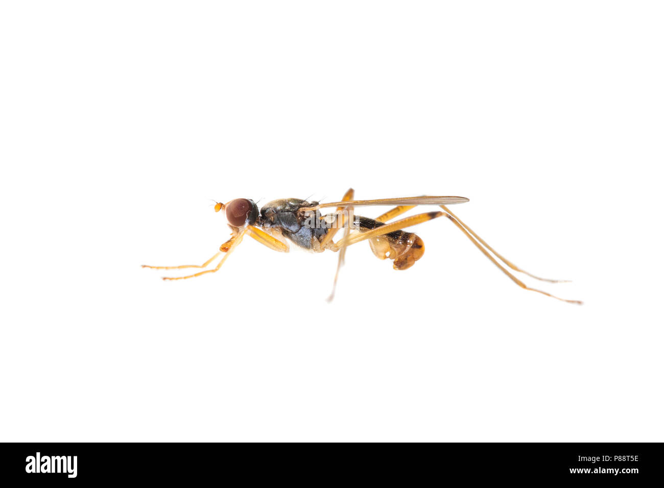 Neria cibaria hi-res stock photography and images - Alamy