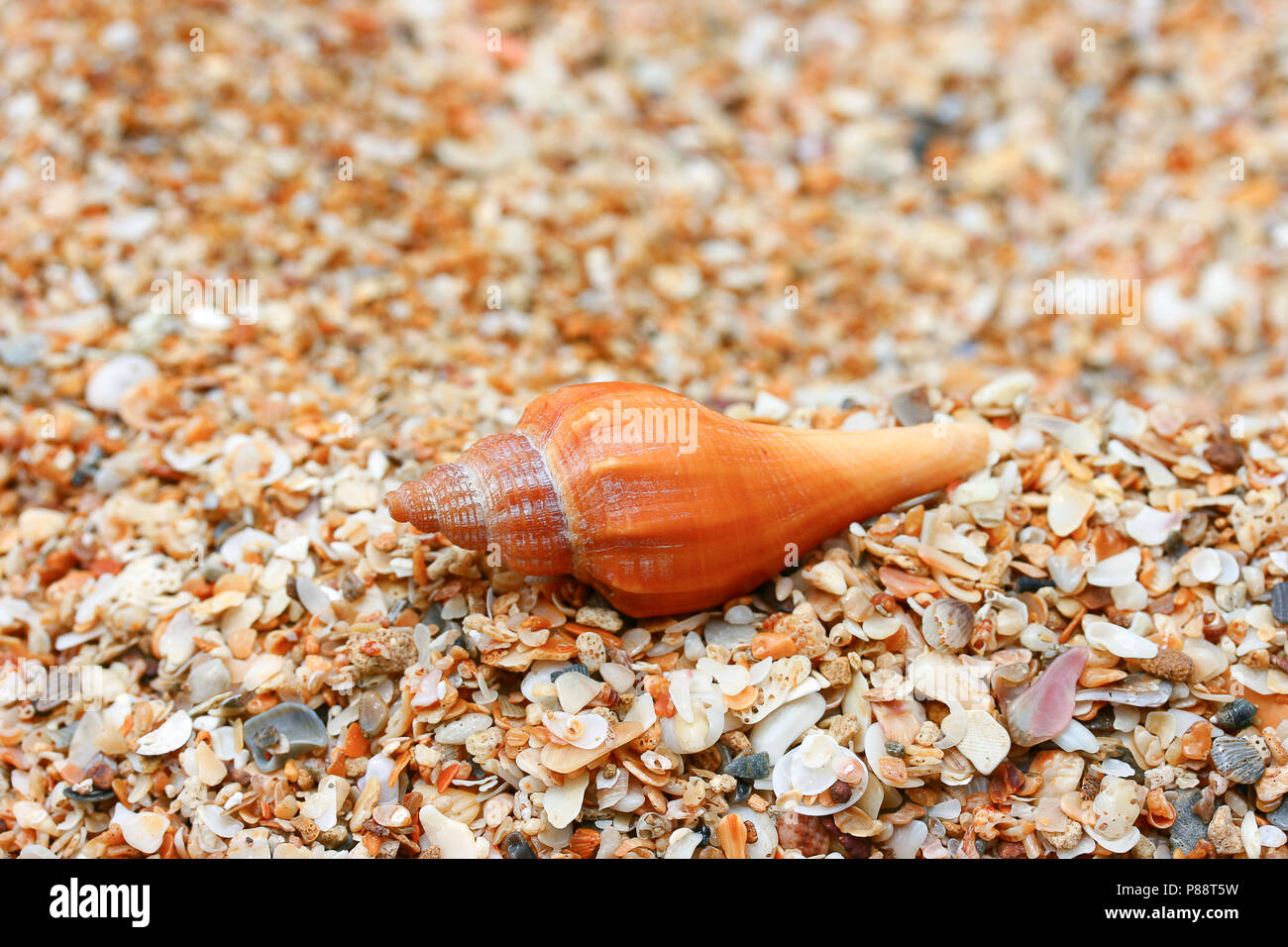 Conch shells on sandy hi-res stock photography and images - Alamy