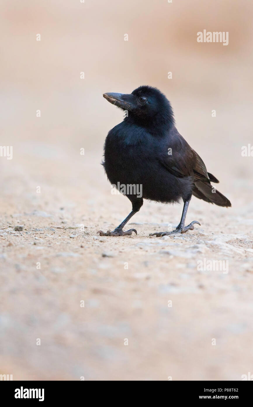 New Caledonian Crow (Corvus moneduloides), a species that is capable of ...