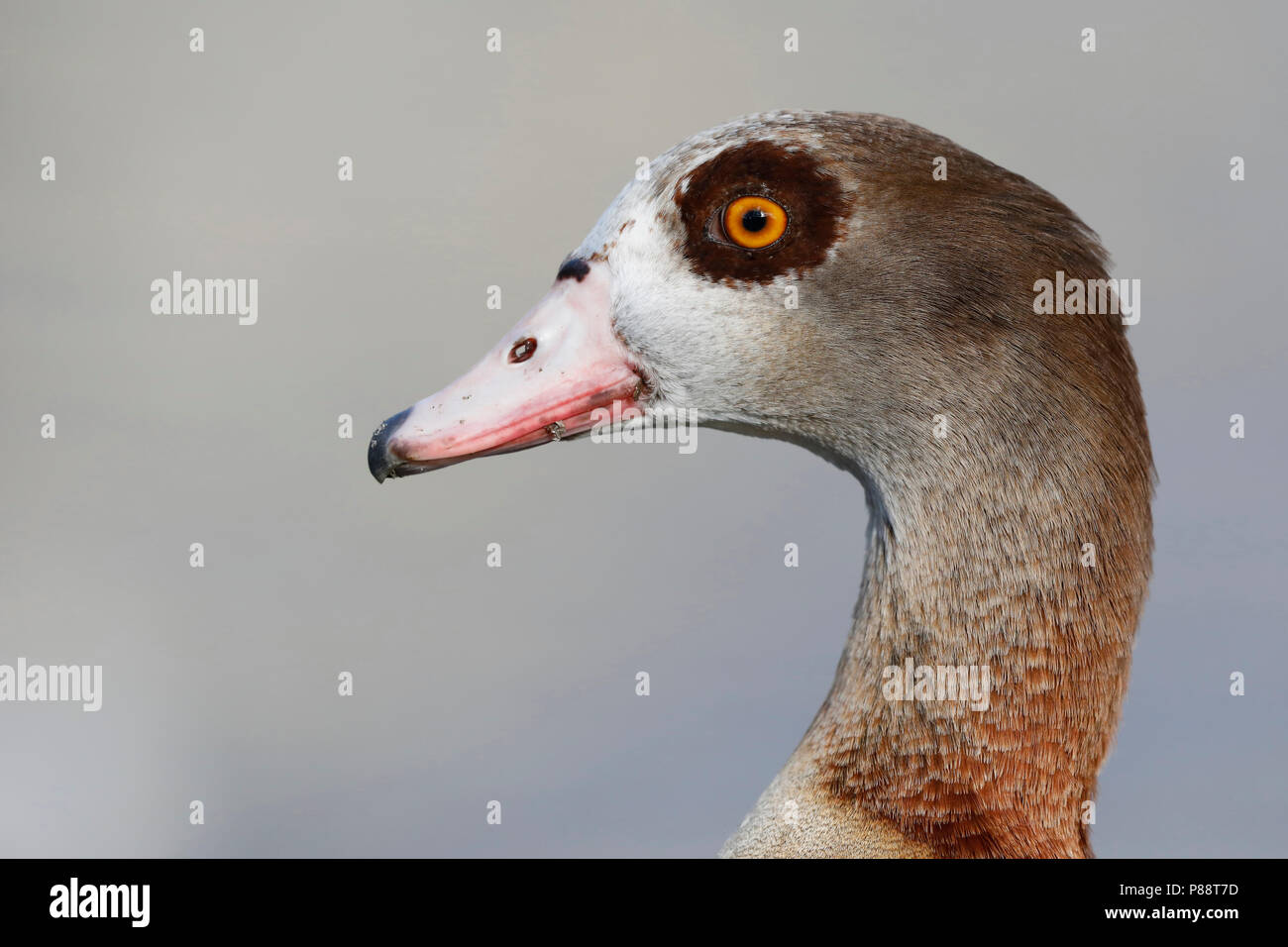 Nijlgans; egyptian goose; Alopochen aegyptiaca Stock Photo - Alamy