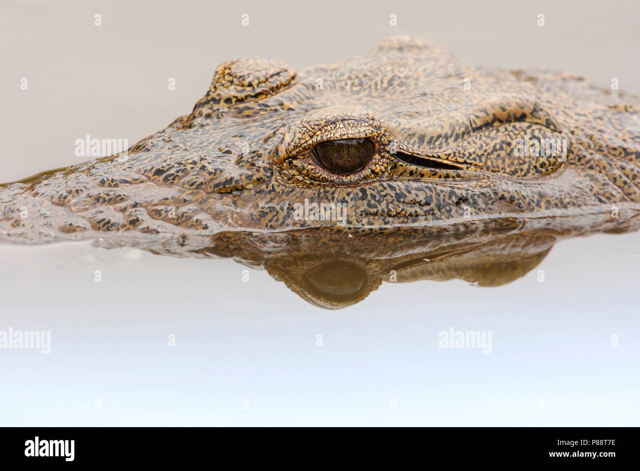 Krokodil hi-res stock photography and images - Alamy