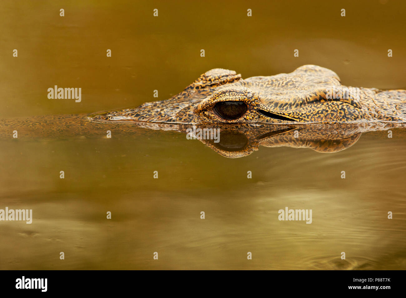 Onder Water Submerged High Resolution Stock Photography and Images - Alamy