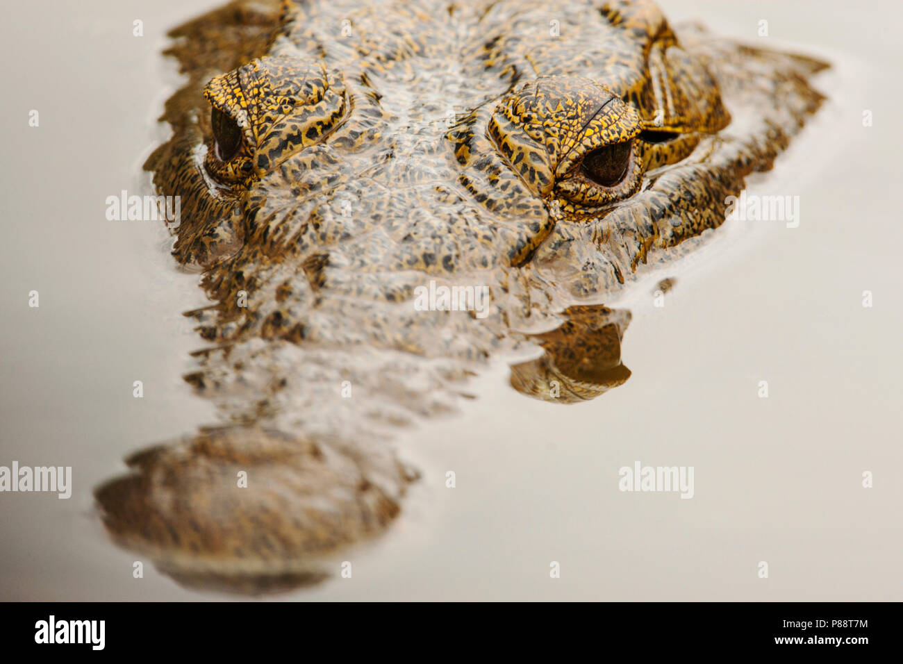 Krokodil hi-res stock photography and images - Alamy