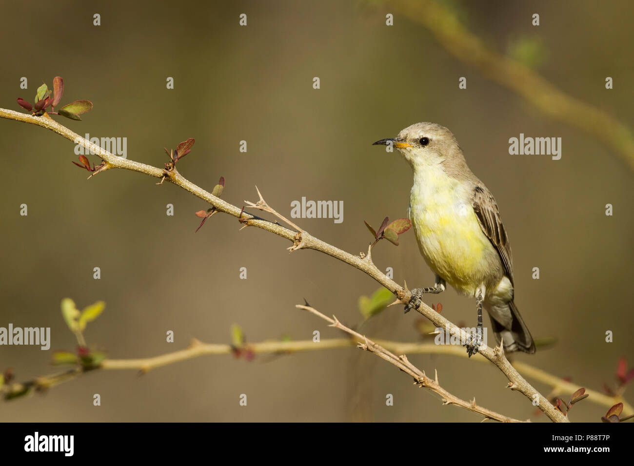 Anthodiaeta metallica hi-res stock photography and images - Alamy