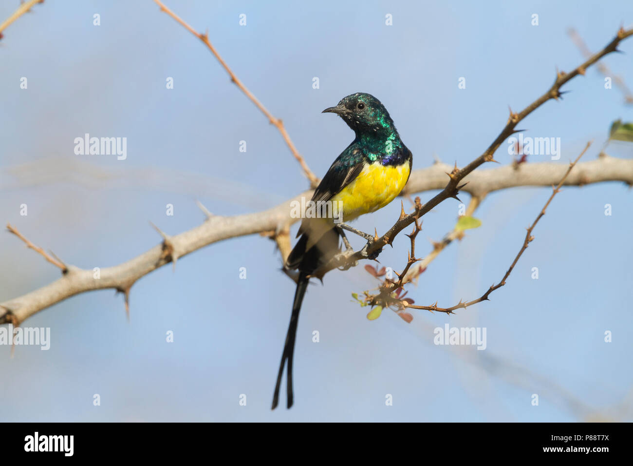 Nile Valley Sunbird - Erznektarvogel - Anthodiaeta metallica, Oman ...