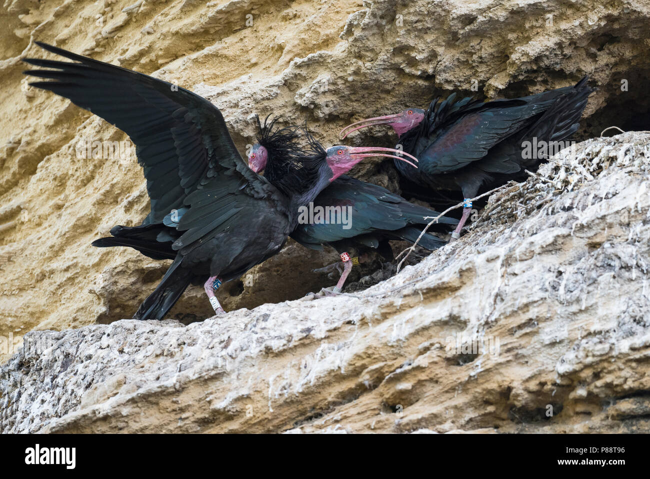Heremietibis van Spaans herintroductie project; Northern Bald Ibis of ...