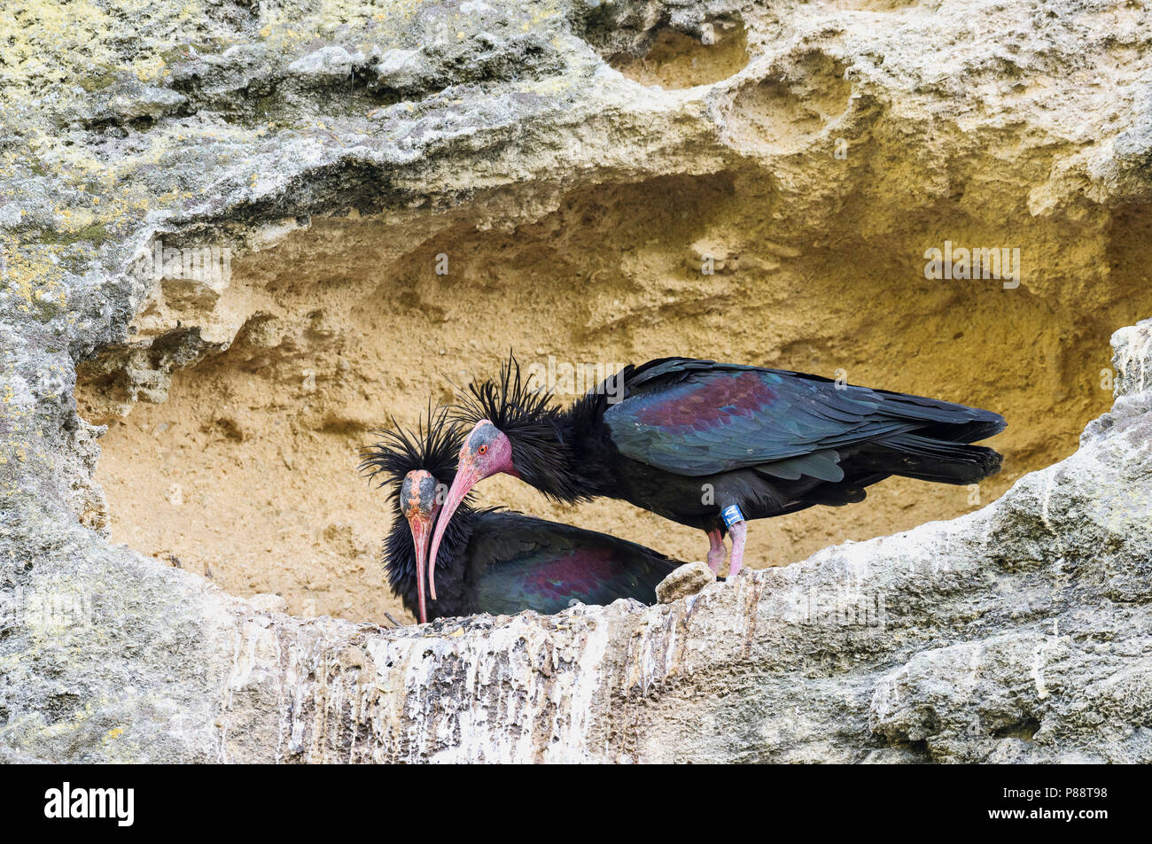 Heremietibis van Spaans herintroductie project; Northern Bald Ibis of ...