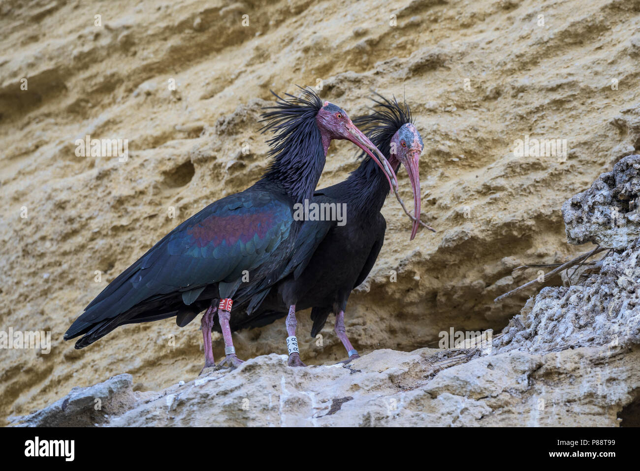 Heremietibis van Spaans herintroductie project; Northern Bald Ibis of ...