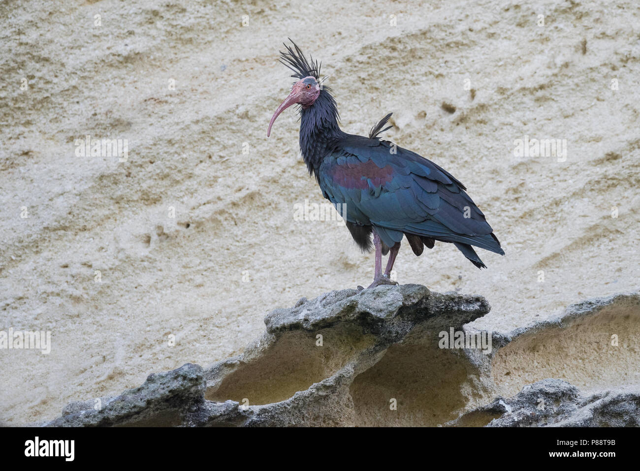 Heremietibis van Spaans herintroductie project; Northern Bald Ibis of ...