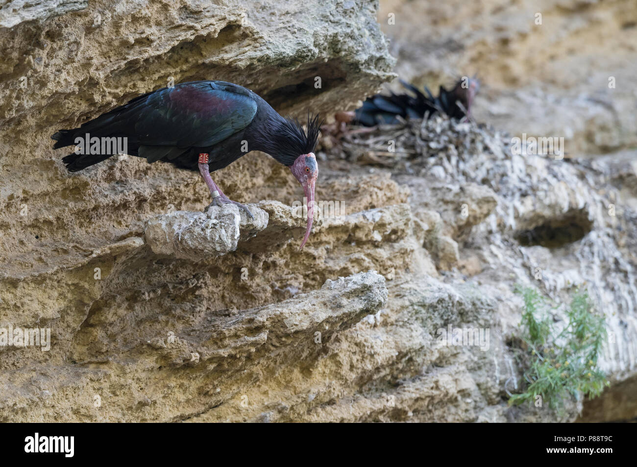 Heremietibis van Spaans herintroductie project; Northern Bald Ibis of ...