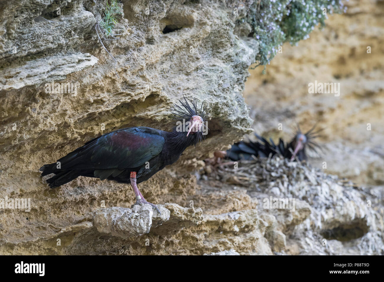 Heremietibis van Spaans herintroductie project; Northern Bald Ibis of ...