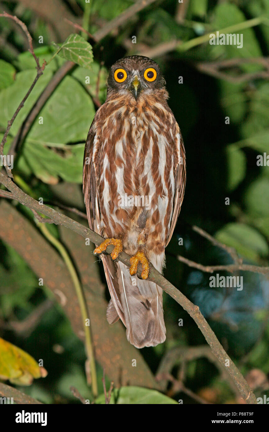 Northern Boobook (Ninox japonica) perched in a tree at night in Japan ...