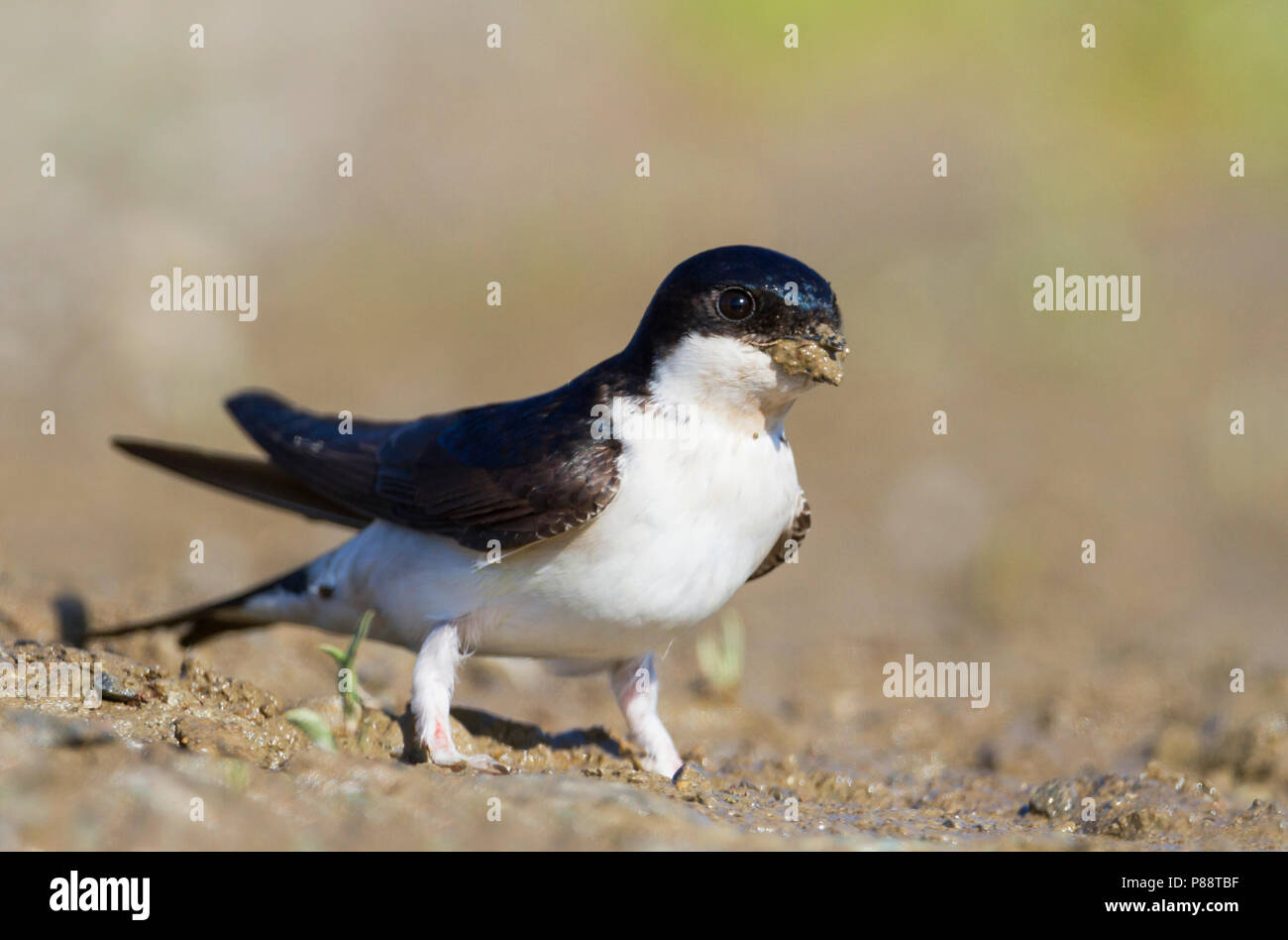 Ssp urbicum hi-res stock photography and images - Alamy