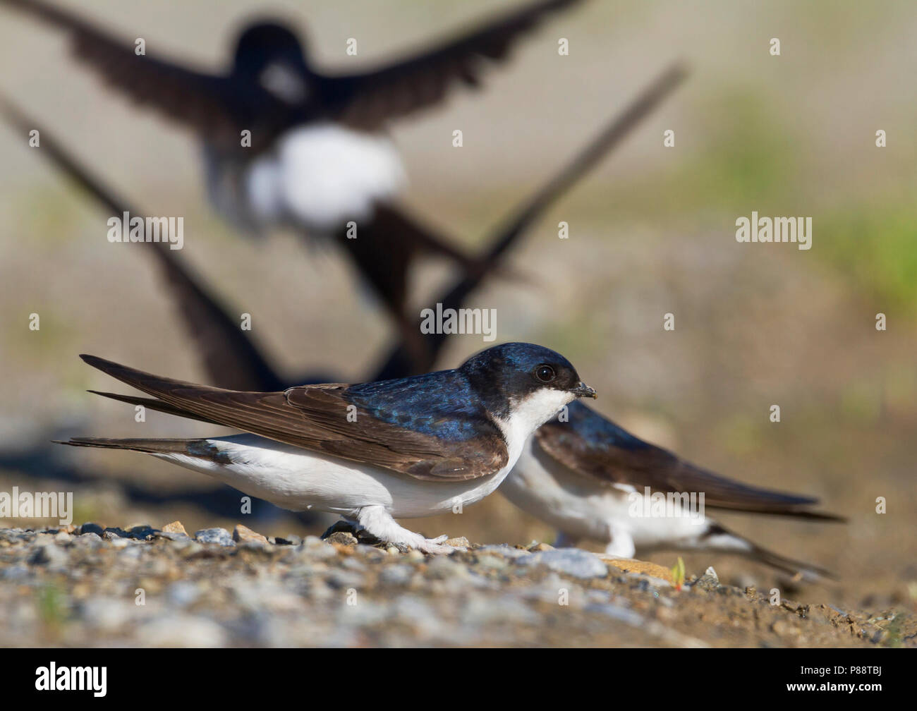 Ssp urbicum hi-res stock photography and images - Alamy