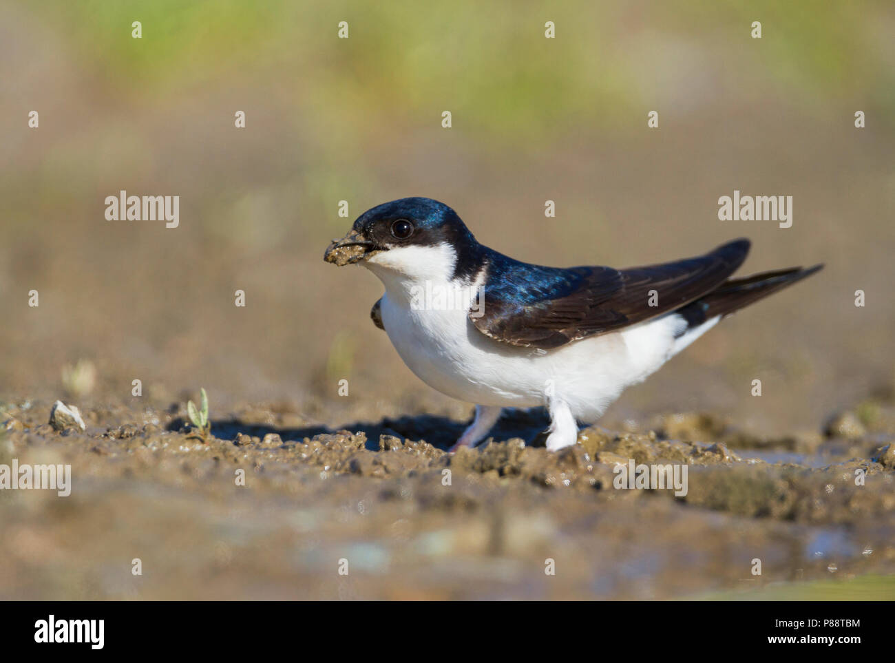 Ssp urbicum hi-res stock photography and images - Alamy