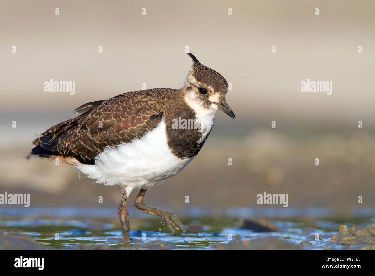 Juvenile northern lapwing hi-res stock photography and images - Alamy