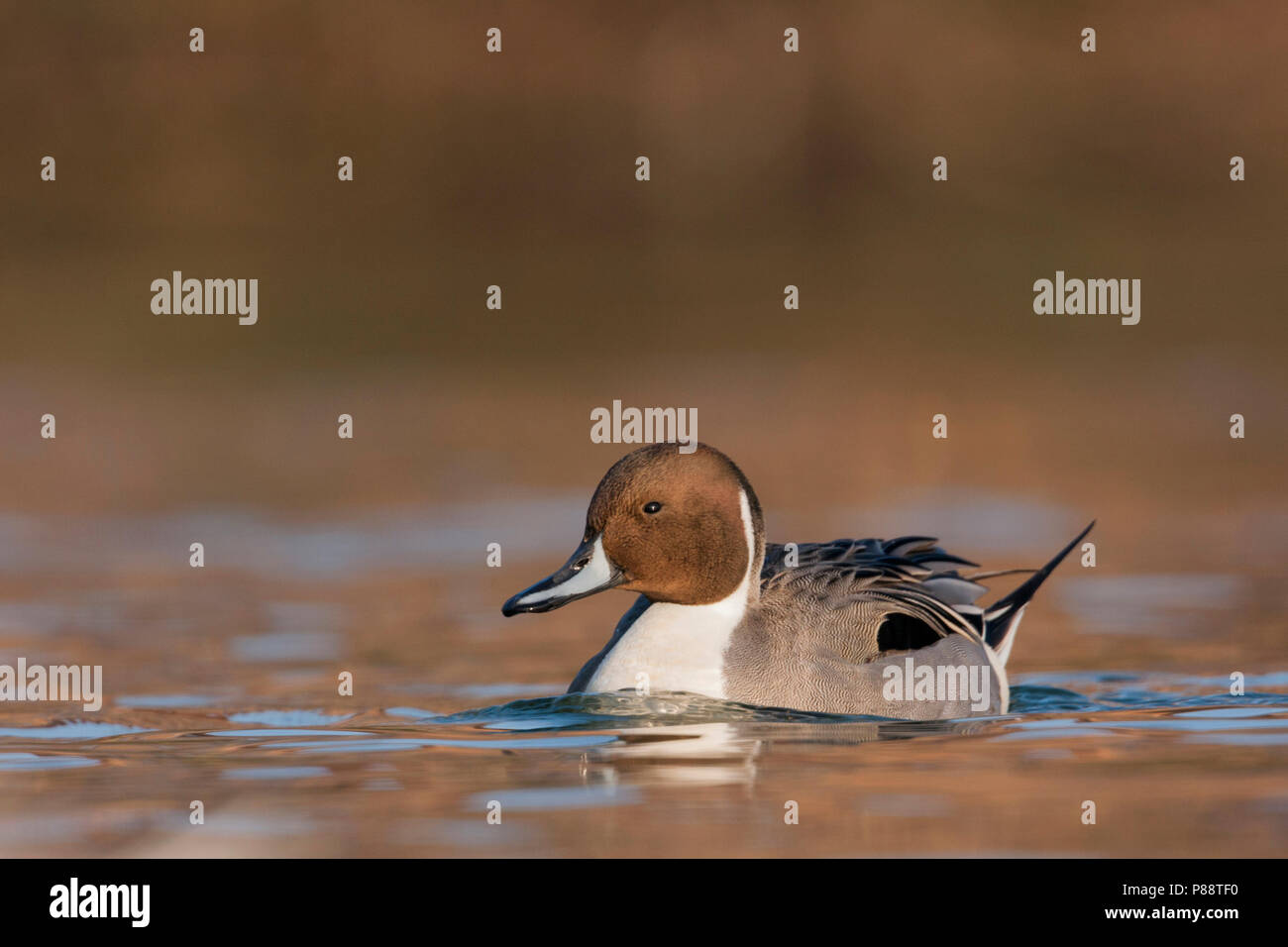 Northern Pintail, Pijlstaart, Anas acuta, Germany, adult male Stock ...