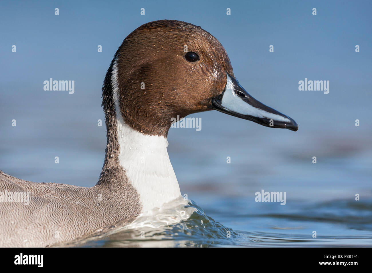 Northern Pintail, Pijlstaart, Anas acuta, Germany, adult male Stock ...