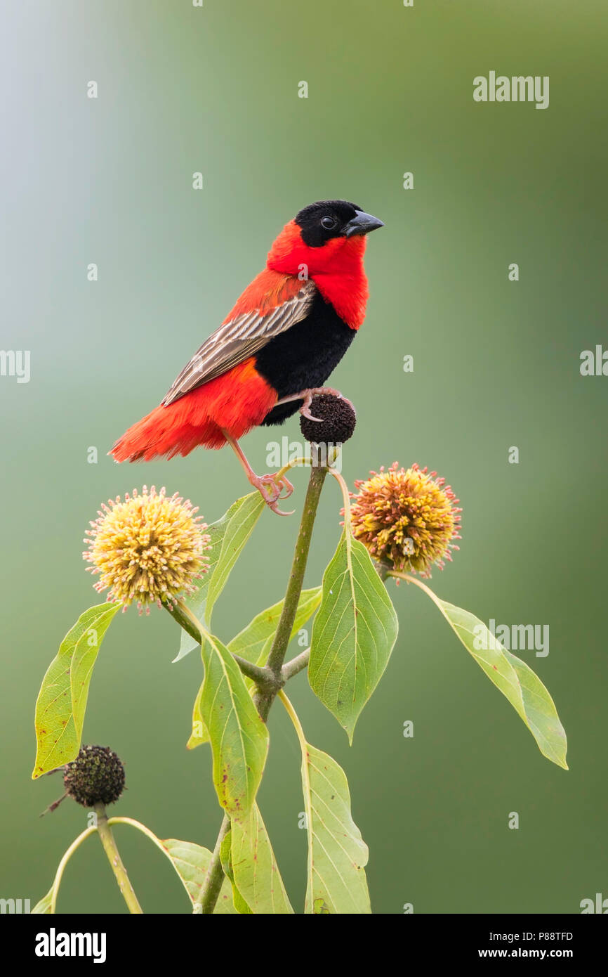 Northern red bishop hi-res stock photography and images - Alamy