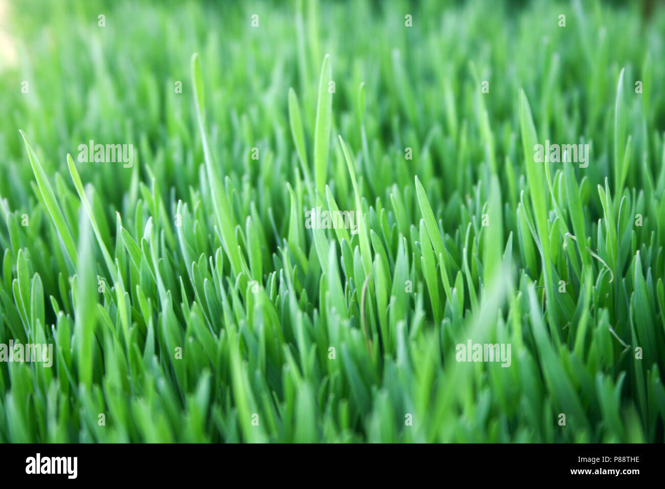 Grow growth health healthy vertical scene hi-res stock photography and ...