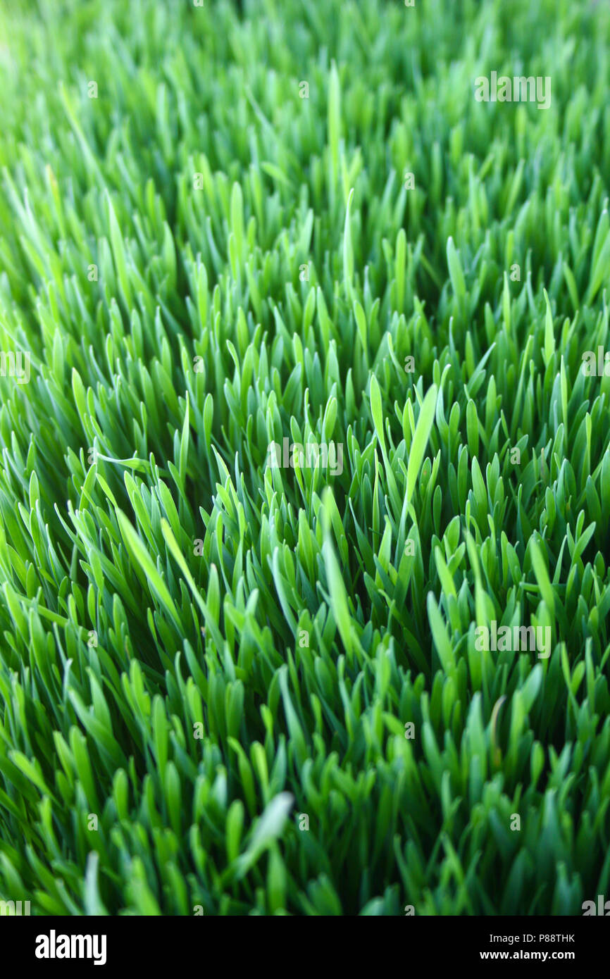 Grow growth health healthy vertical scene hi-res stock photography and ...