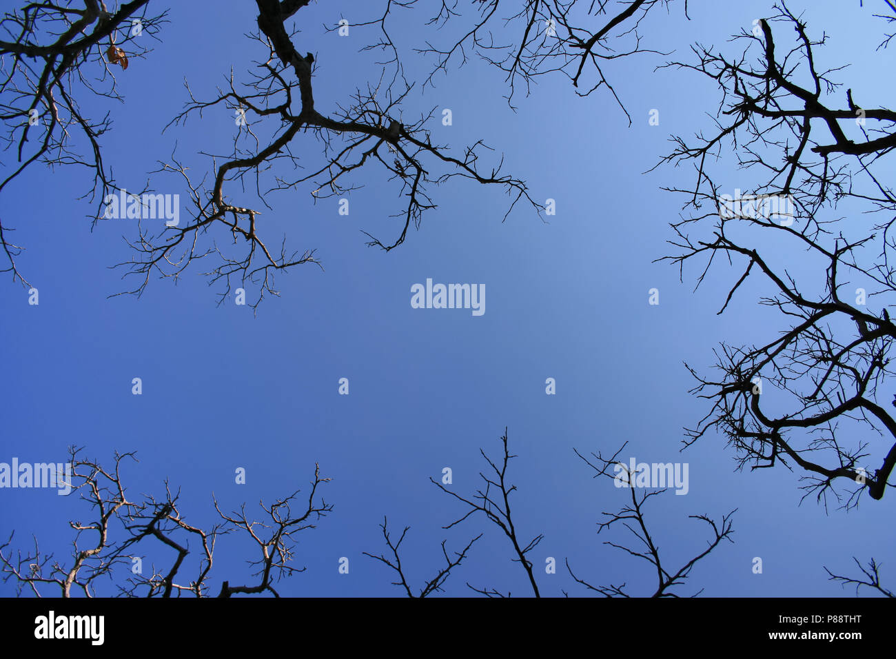 bare tree branches against the blue sky Stock Photo - Alamy