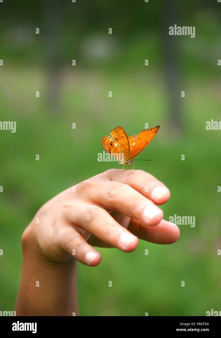 butterfly sitting on the man hand Stock Photo - Alamy