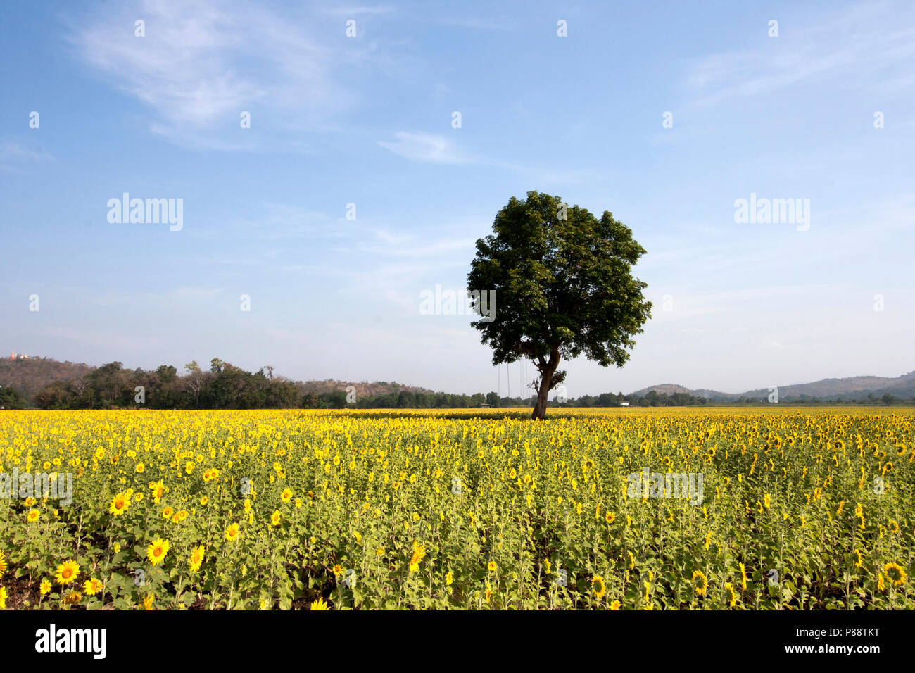 Tree and sunflower fields Stock Photo - Alamy