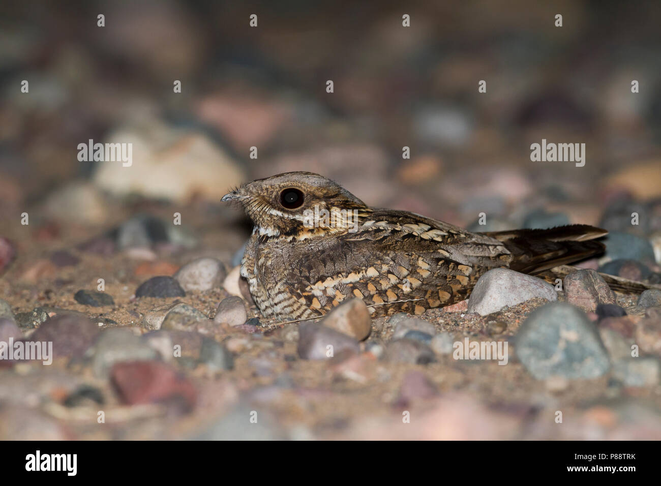 Red necked nightjar caprimulgus ruficollis hi-res stock photography and ...