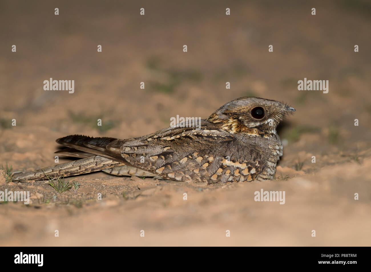 Red-necked Nightjar - Rothalsziegenmelker - Caprimulgus ruficollis ...