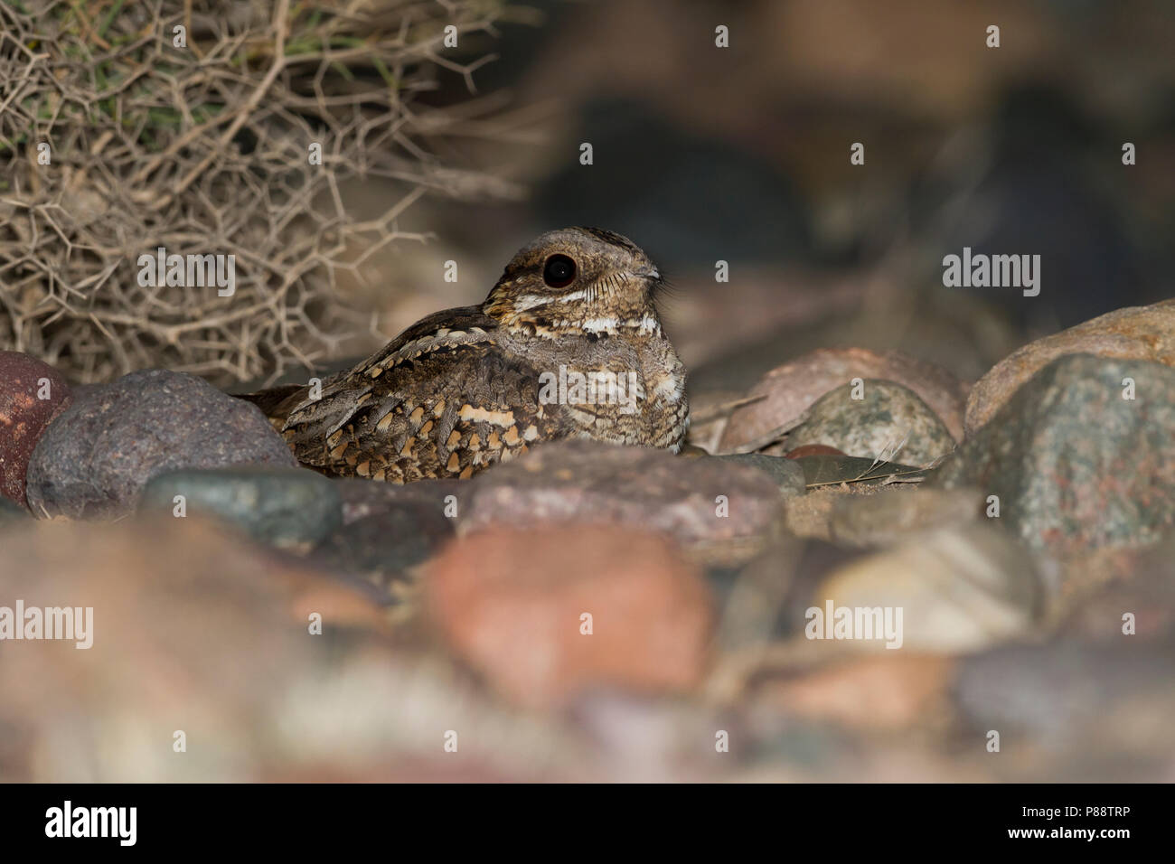 Red necked nightjar caprimulgus ruficollis hi-res stock photography and ...