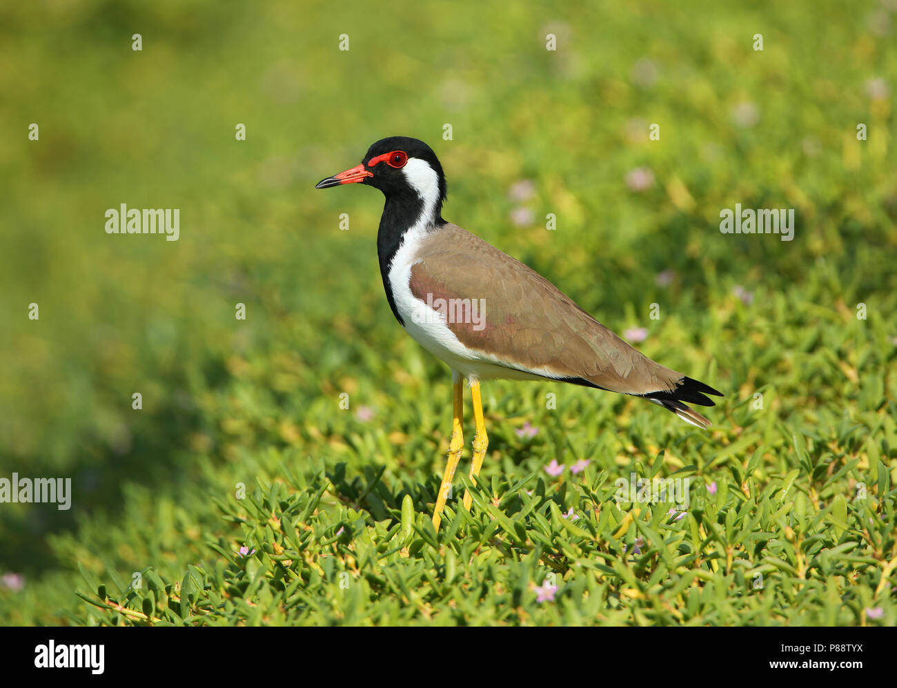 Vanellus indicus hi-res stock photography and images - Alamy