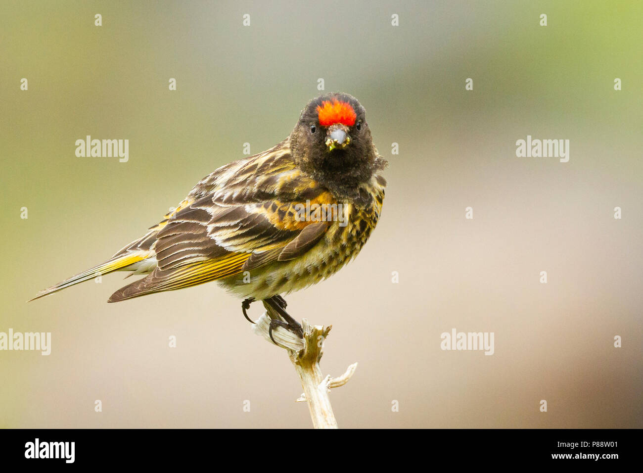 Red fronted serin serinus pusillus hi-res stock photography and images ...