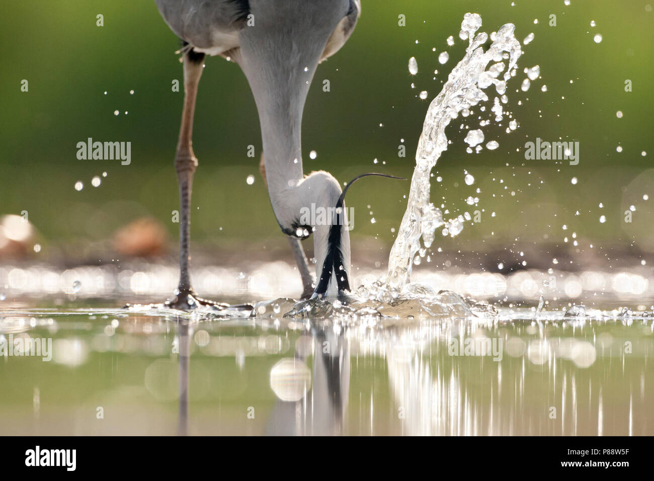 Duikend hi-res stock photography and images - Alamy