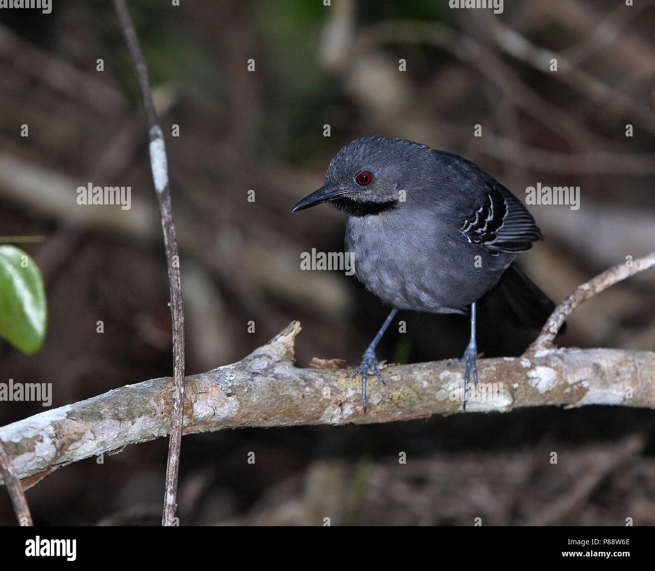 Male Slender Antbird (Rhopornis ardesiacus) a Brazilian endemic species ...