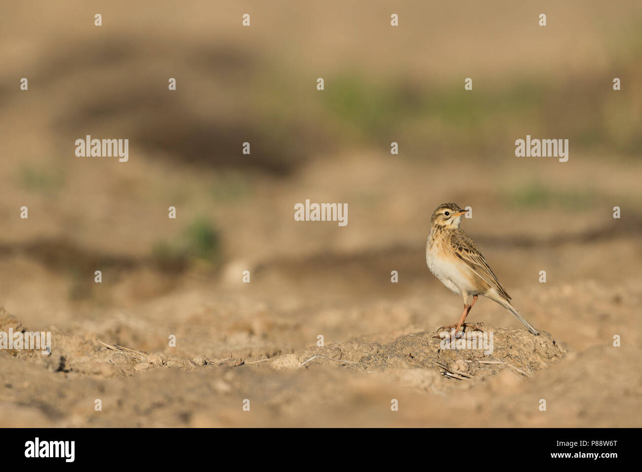 Richards pipit hi-res stock photography and images - Alamy