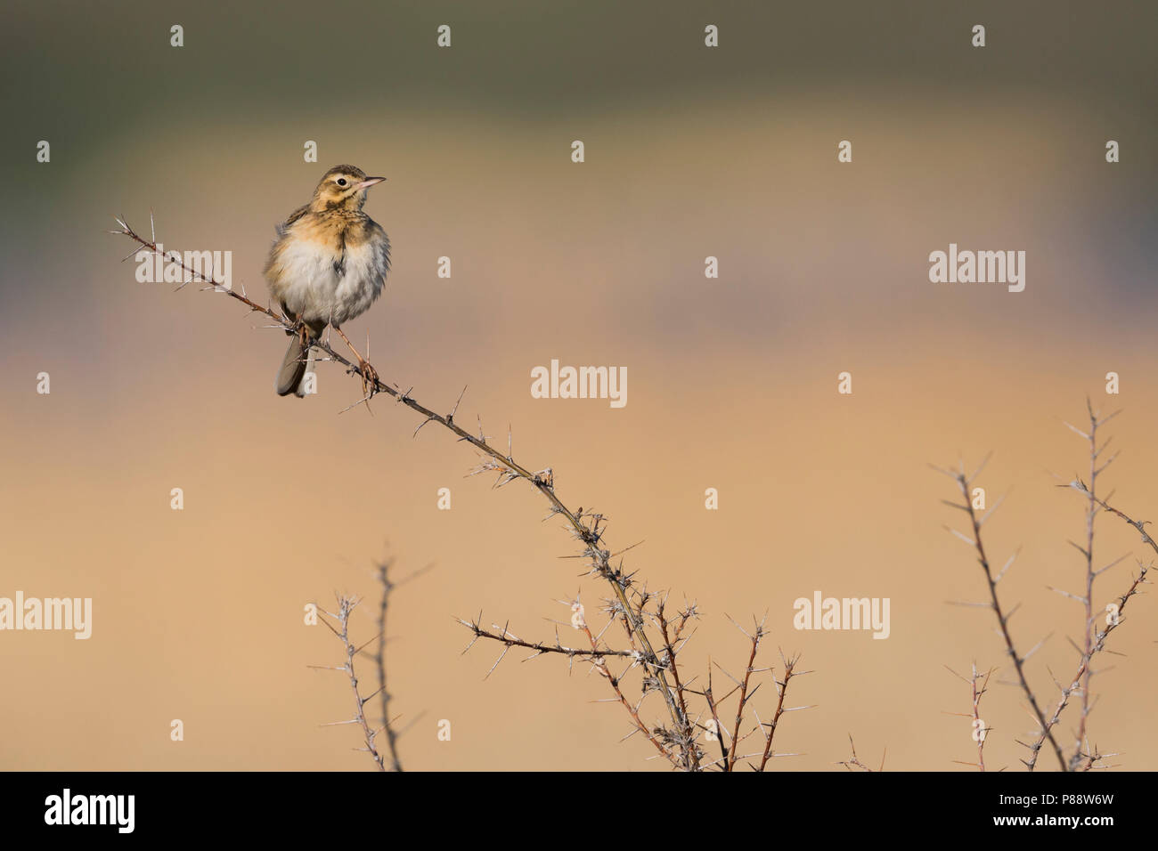 Richards pipit hi-res stock photography and images - Alamy