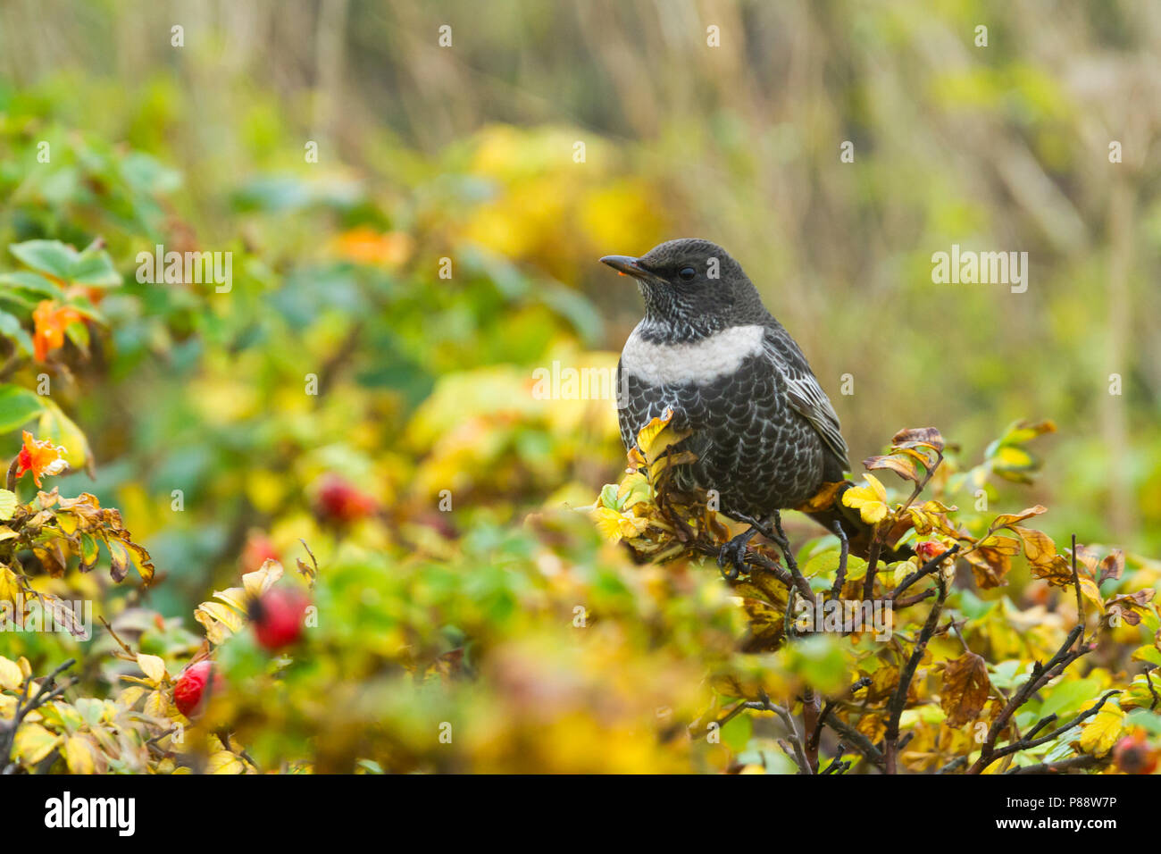Rozenbottelstruik hi-res stock photography and images - Alamy