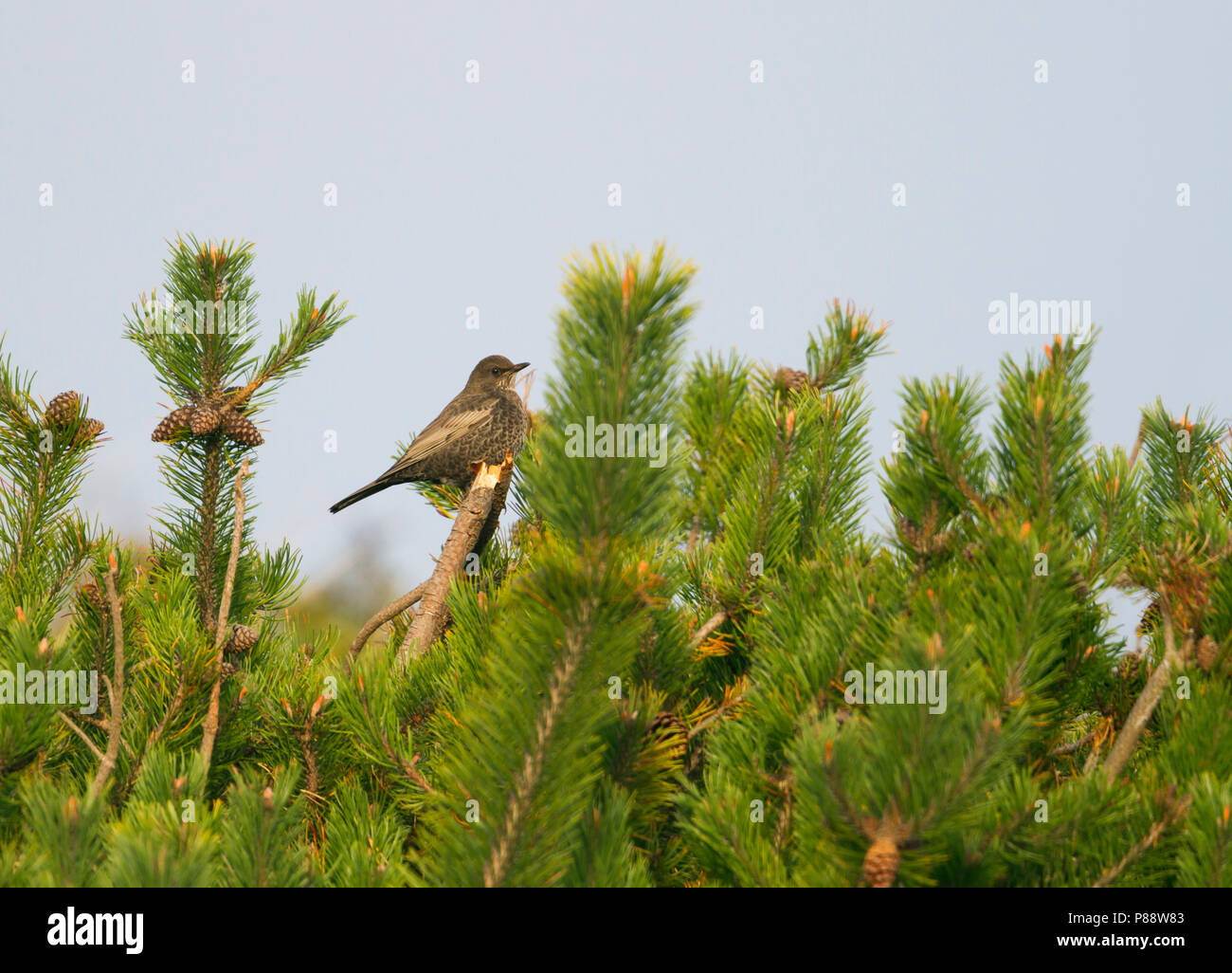 Ring Ouzel - Ringdrossel - Turdus torquatus ssp. torquatus, Germany ...