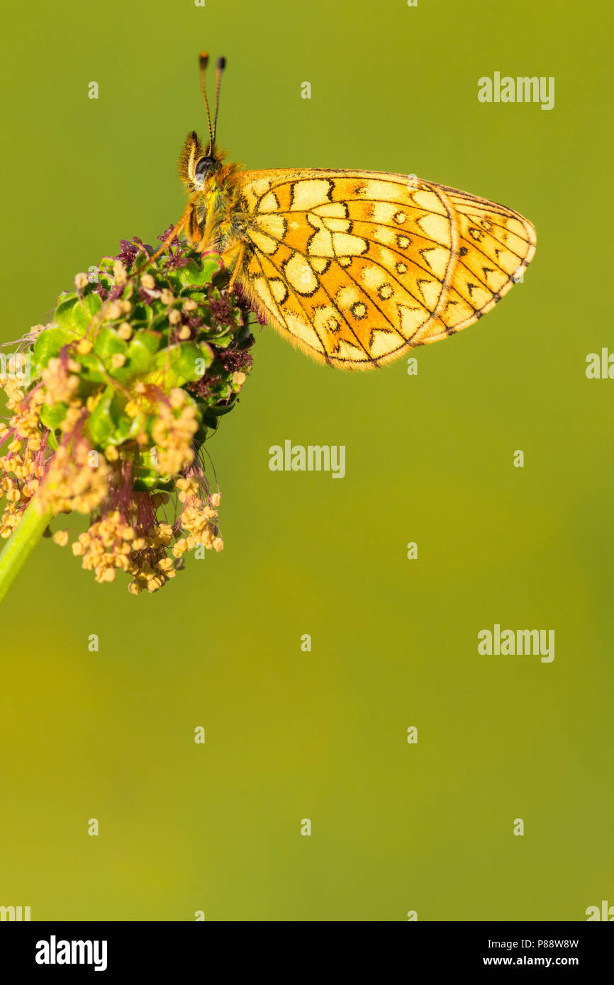 Bog fritillary butterfly hi-res stock photography and images - Alamy