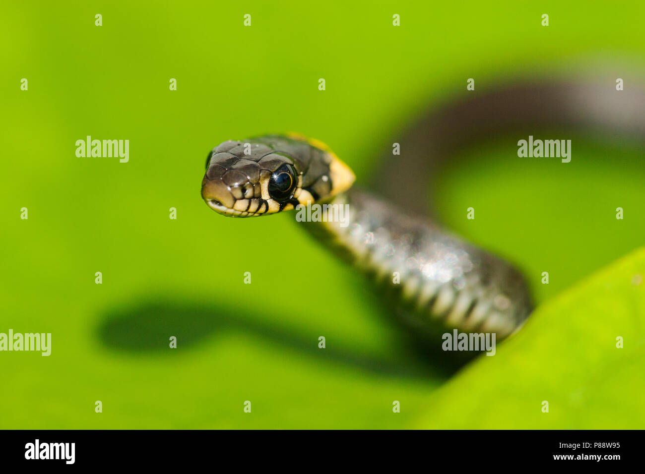 Ringslang, European Grass Snak, Natrix natrix Stock Photo - Alamy