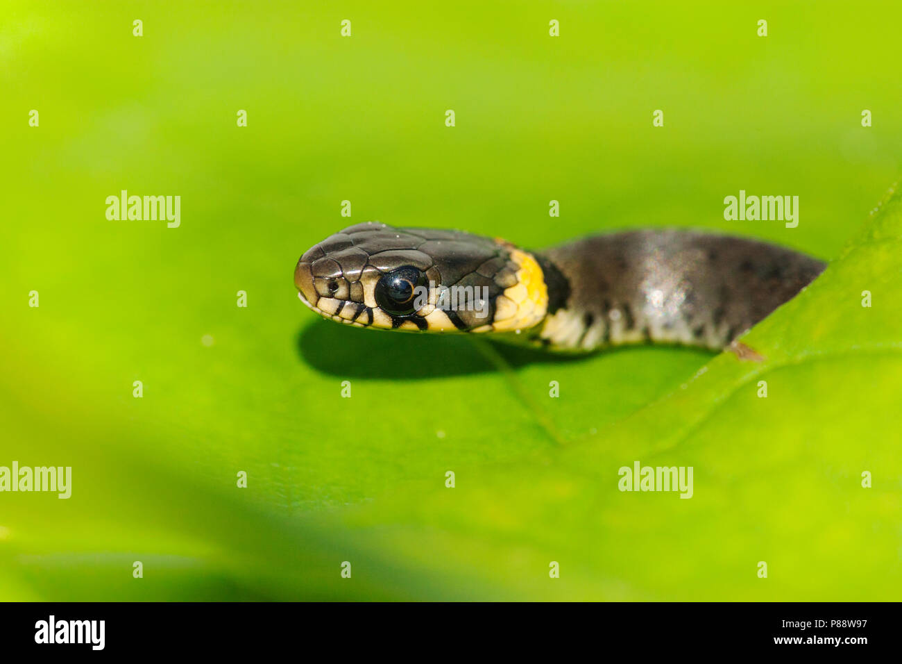 Ringslang, European Grass Snak, Natrix natrix Stock Photo - Alamy