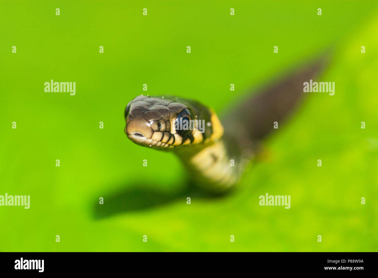 Ringslang, European Grass Snak, Natrix natrix Stock Photo - Alamy