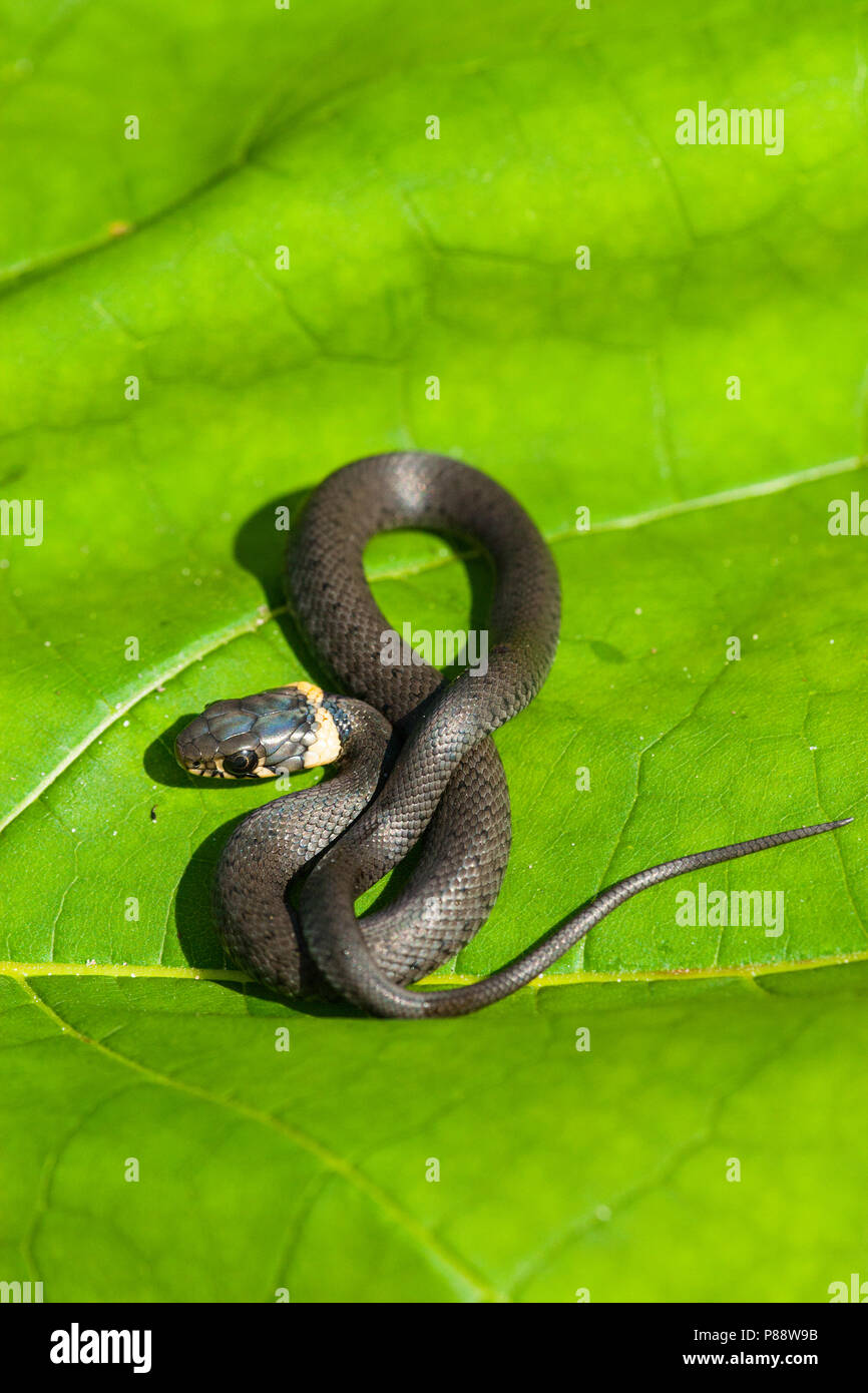 Snak hi-res stock photography and images - Alamy