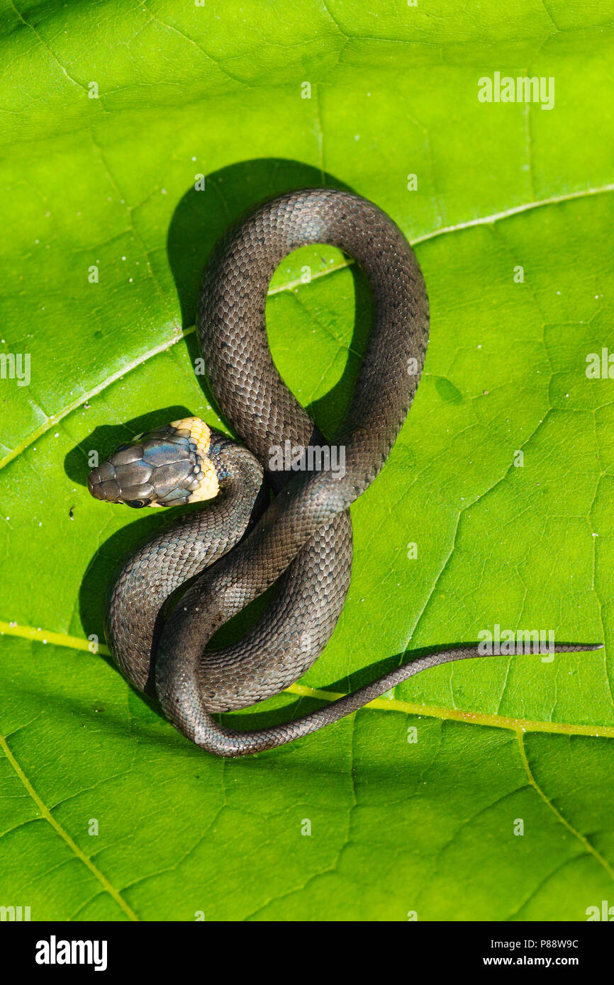 Snak Stock Photos & Snak Stock Images - Alamy