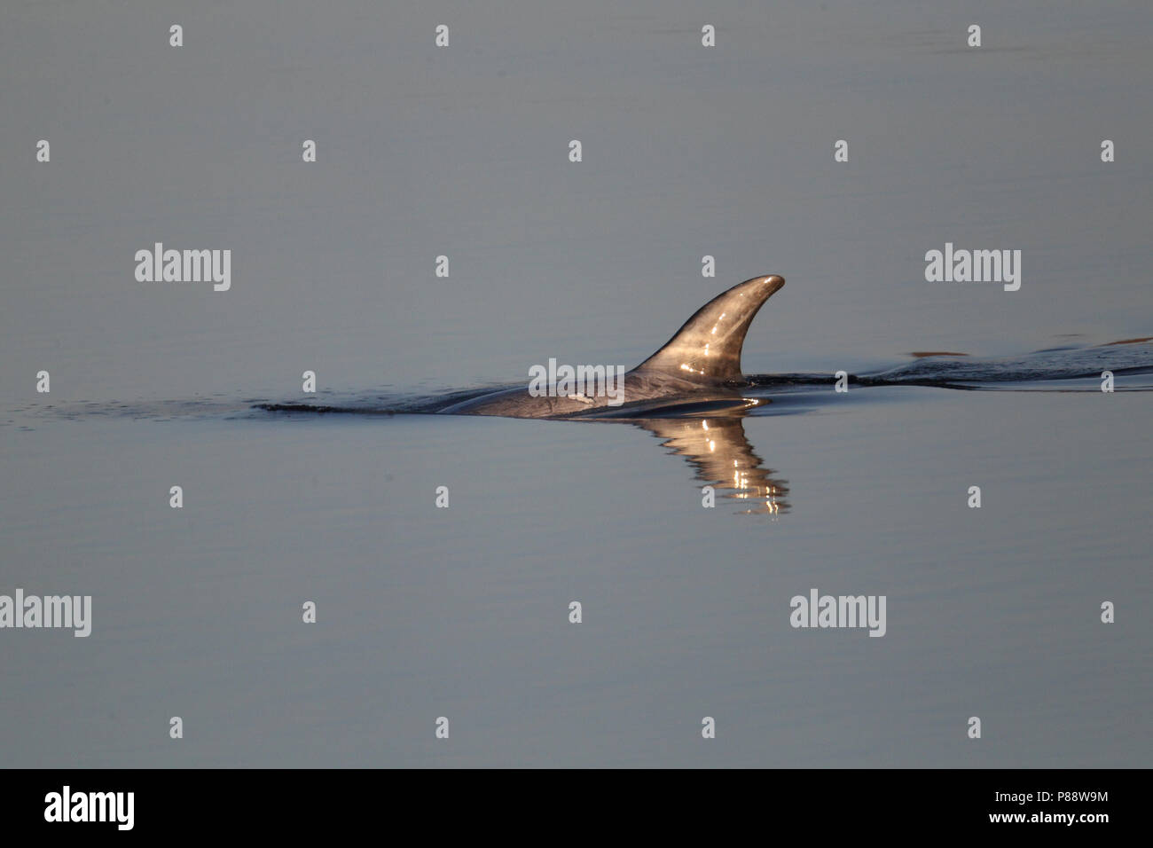 Grampus hi-res stock photography and images - Alamy