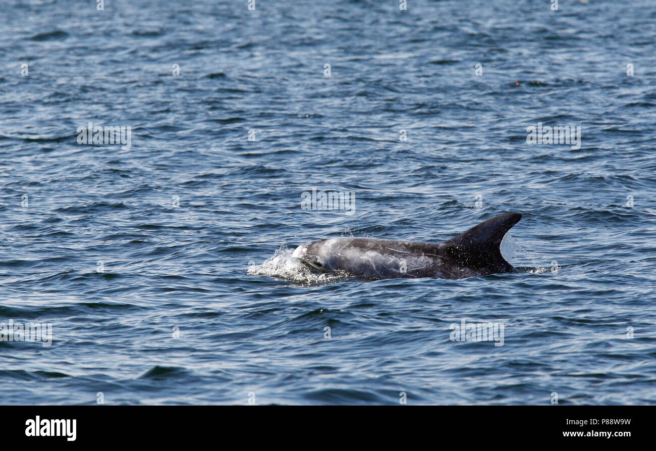 Grampus griseus hi-res stock photography and images - Alamy