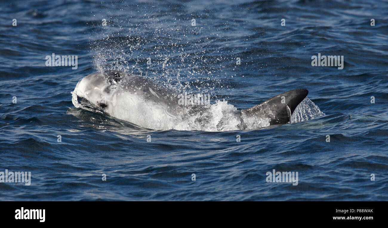 Risso's dolphin europe hi-res stock photography and images - Alamy