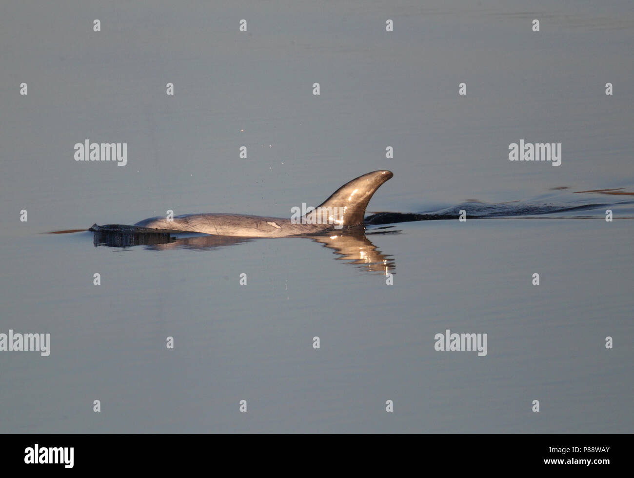 Gramper, Risso's Dolphin, Grampus griseus Stock Photo - Alamy